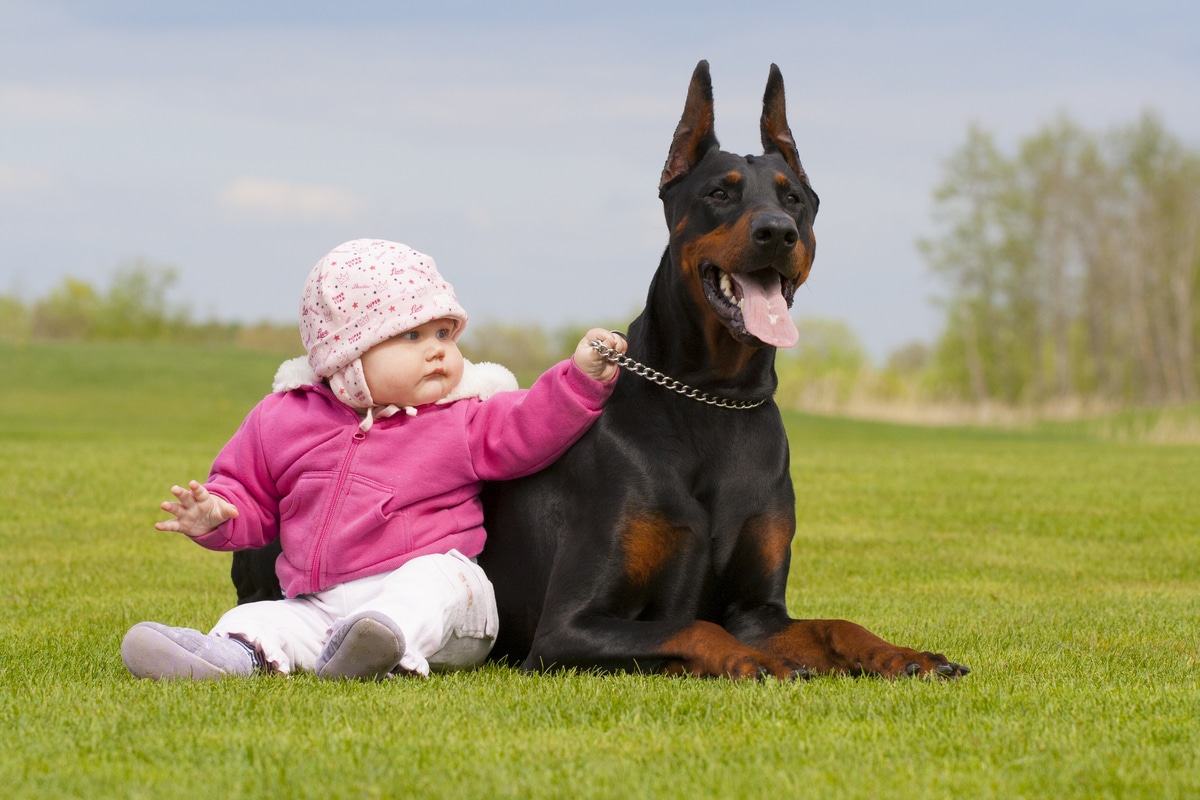 Do Dobermans Get Along Well With Children? - hunterdoberman